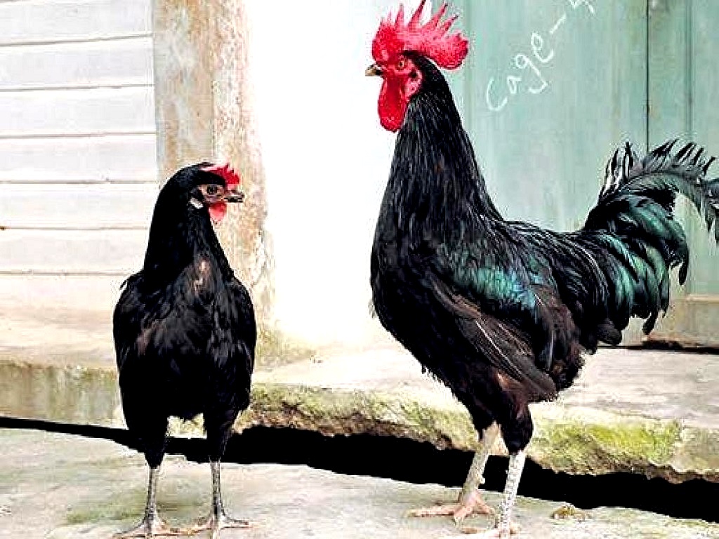 Kerala's Indigenous Chicken Breed Has Potential to Transform the State ...