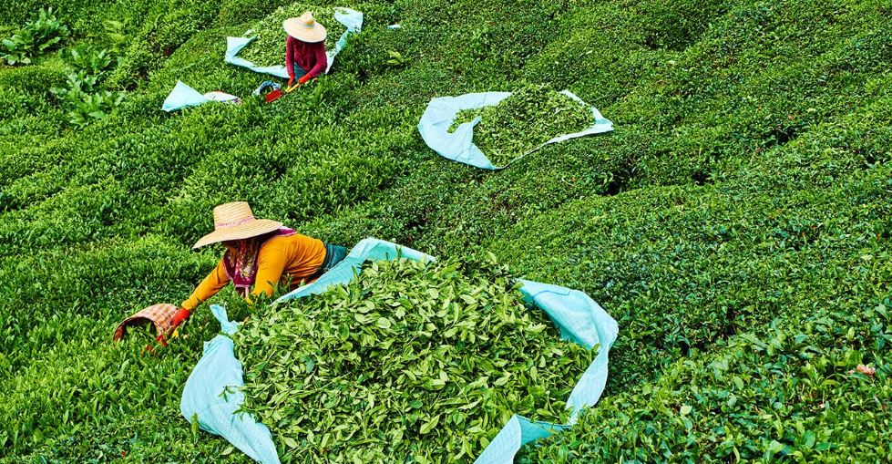 Tea Workers Strike: Kochi Auctions Impacted by Tea Movement