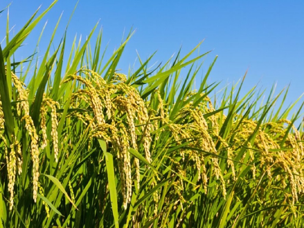 Seawater rice: Scientists discover salt-tolerant ricce varieties in ...