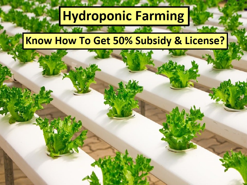 Hydroponics: Know How To Get 50% Subsidy & License For Hydroponics Farming